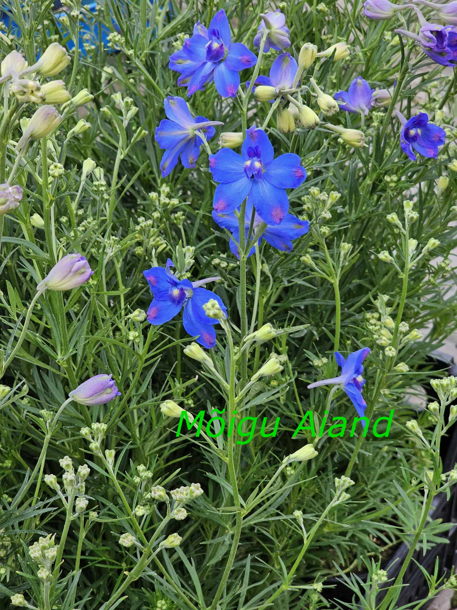 Aed-kukekannus 'Cheer Blue F1' – Mõigu Aiand